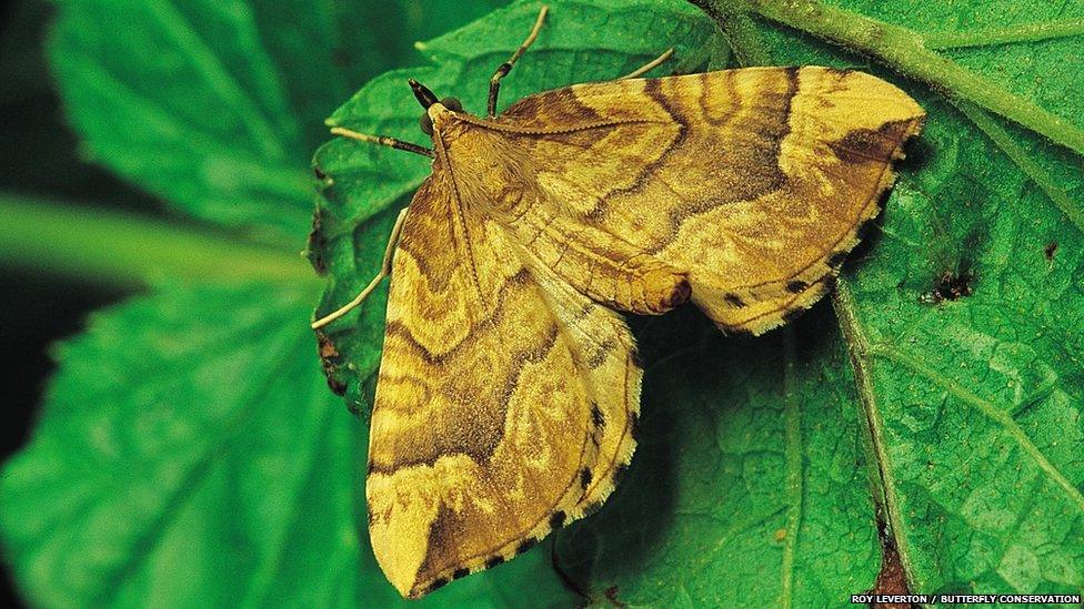 Pictures: Ups and downs for UK moths - BBC Newsround