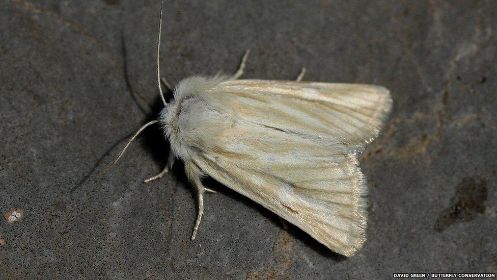 Pictures: Ups and downs for UK moths - BBC Newsround
