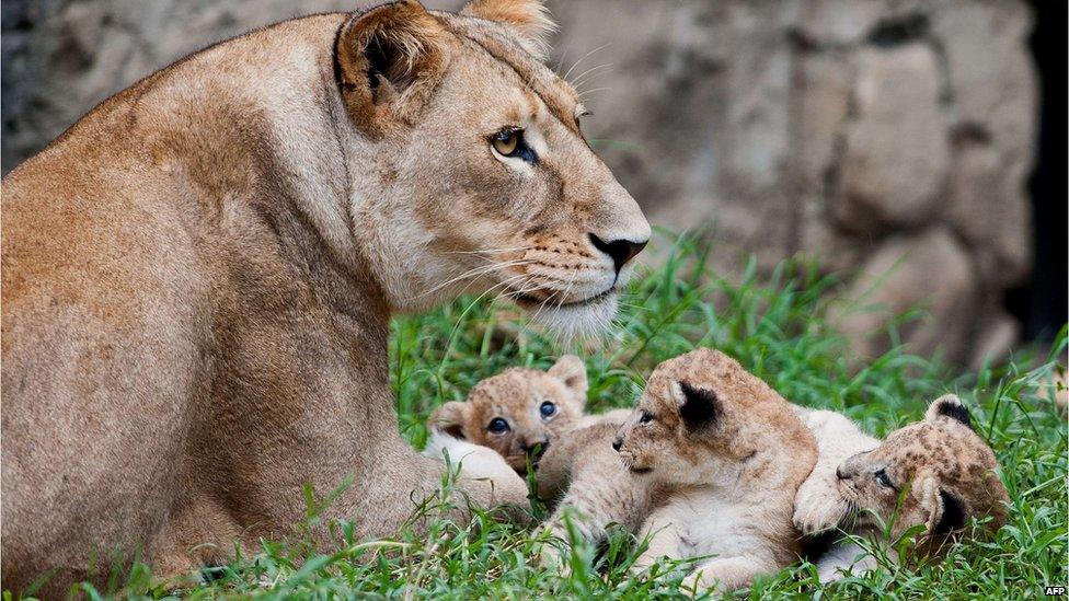 Check out these lion triplets born in Colombia - BBC Newsround