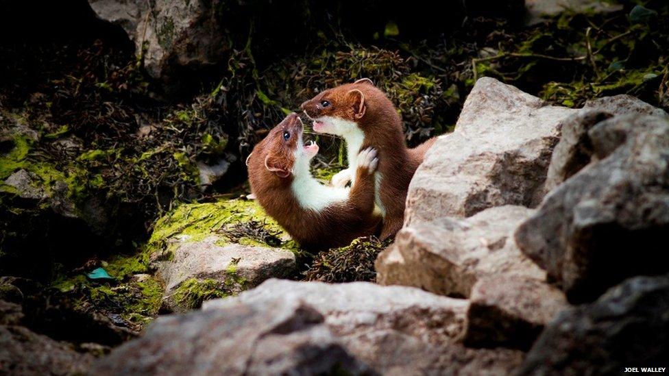 In pictures: Mammal photo winners - BBC News