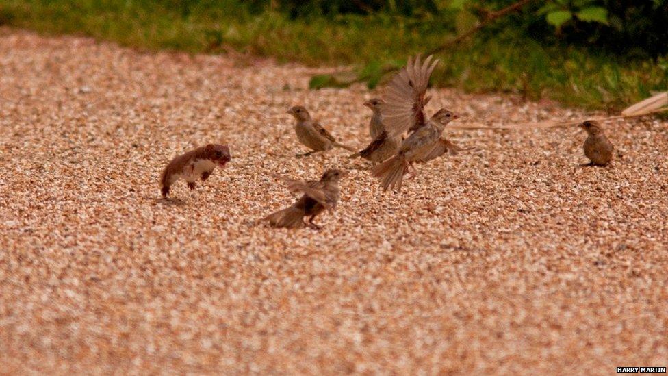 In pictures: Mammal photo winners - BBC News