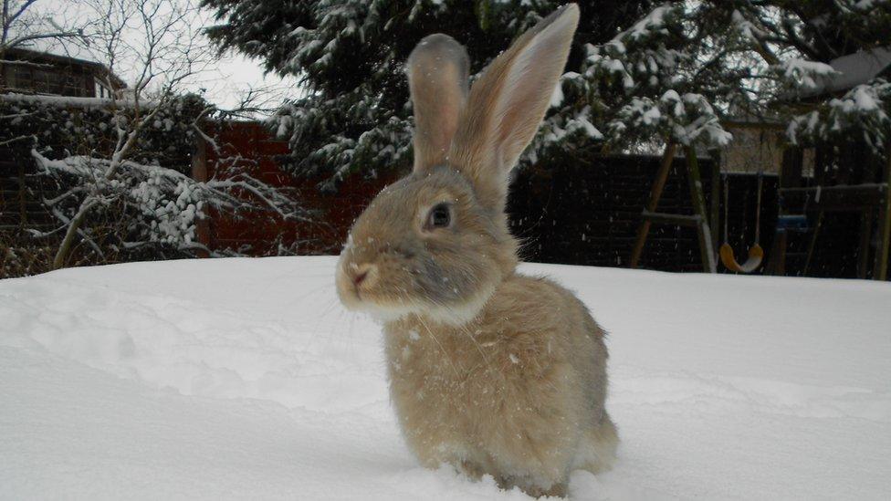 Your photos of the snow - BBC Weather