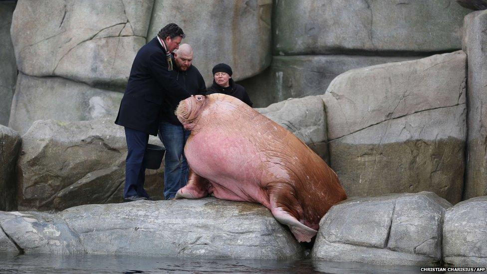 Week in pictures: 23-29 March 2013 - BBC News