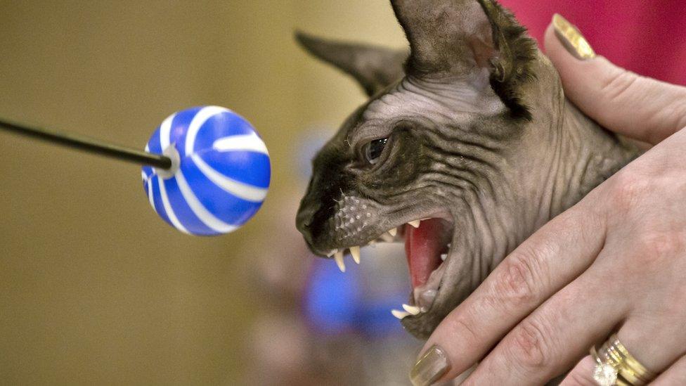 International cat beauty contest held in Romania - BBC Newsround