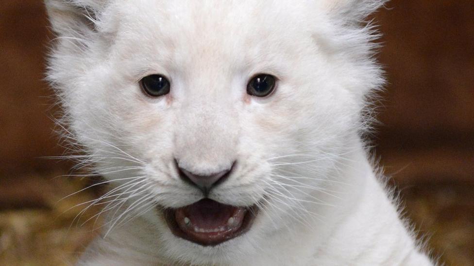 Four rare white lion cubs born at circus in Germany - BBC News