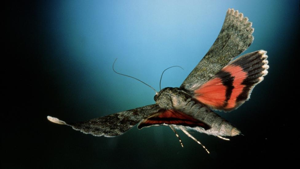 Fly like a bird: The V formation finally explained - BBC News