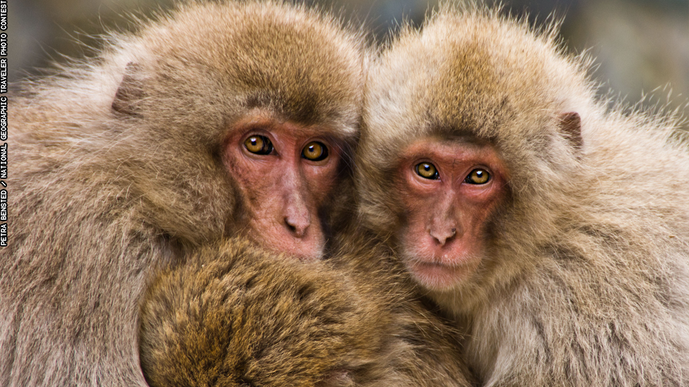 Amazing animal snaps from the National Geographic Traveler Photo ...