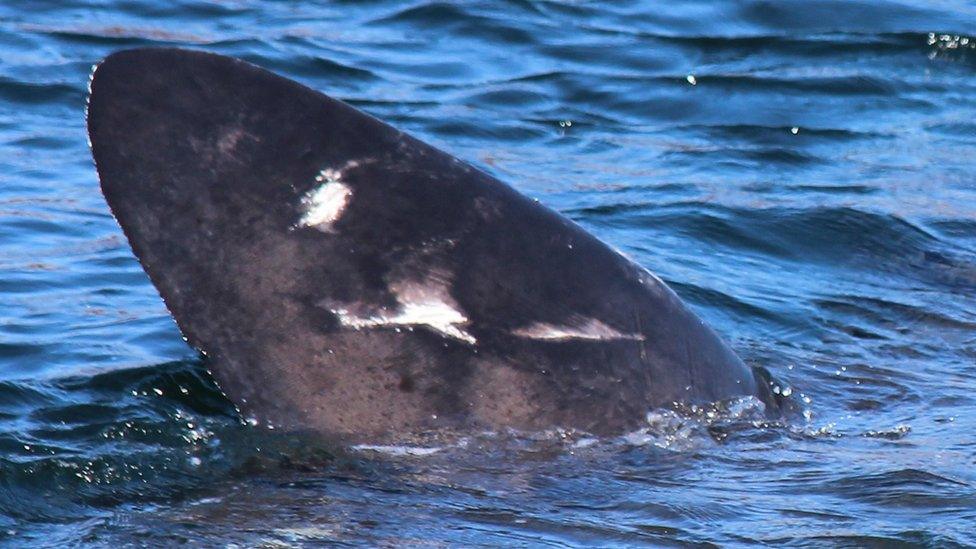 In pictures: Summer Isles' 'first' shark spotted - BBC News