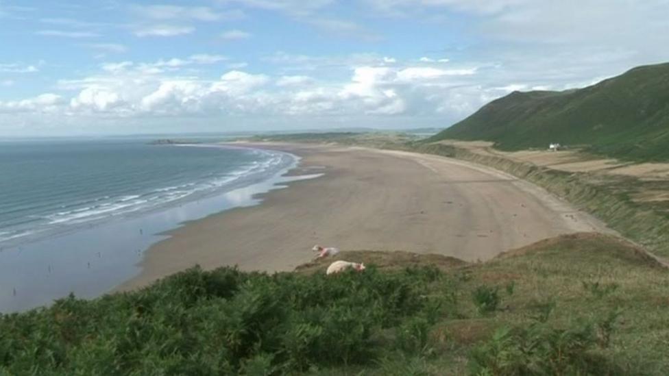 Bid to save Gower's unique yellow whitlowgrass - BBC News