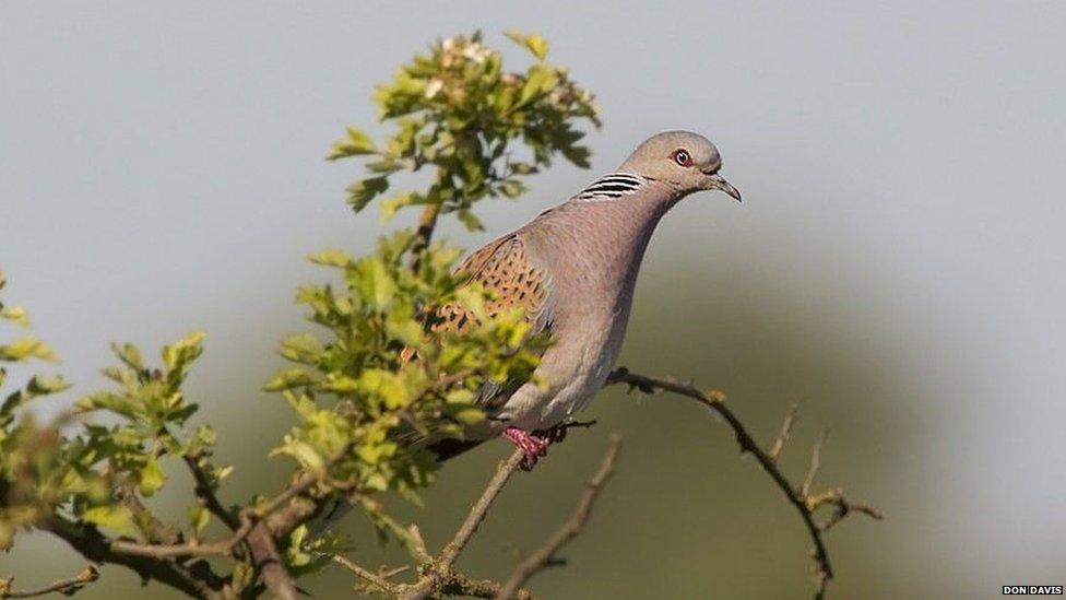 Gibraltar Point Nature Reserve wildlife boosted by warm summer - BBC News