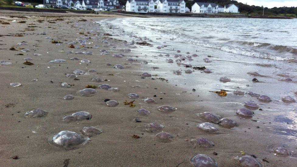 Your pictures of Scotland: 9 - 16 August - BBC News