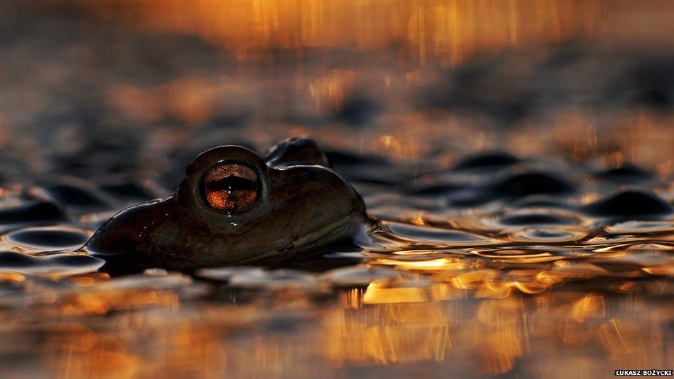 Wildlife Photographer of the Year exhibition 2013 - BBC Newsround