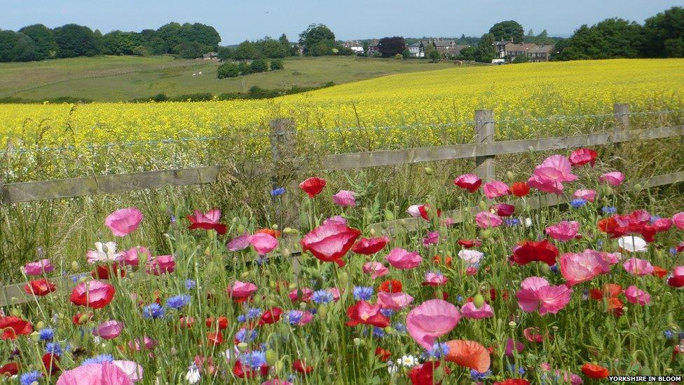 In pictures: Yorkshire flower power brings colour - BBC News
