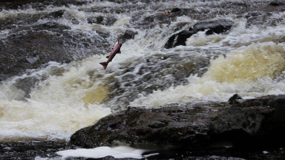 Your pictures of Scotland - BBC News