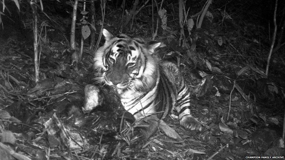 In pictures: Tiger, Tiger, the work of FW Champion - BBC News