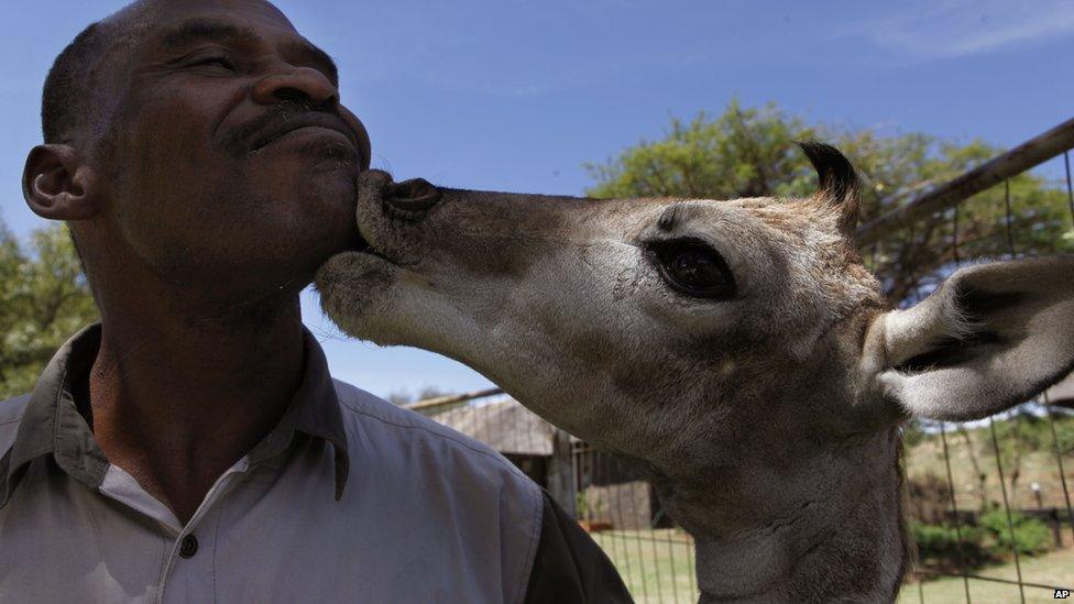 Africa in pictures: 8-14 November 2013 - BBC News
