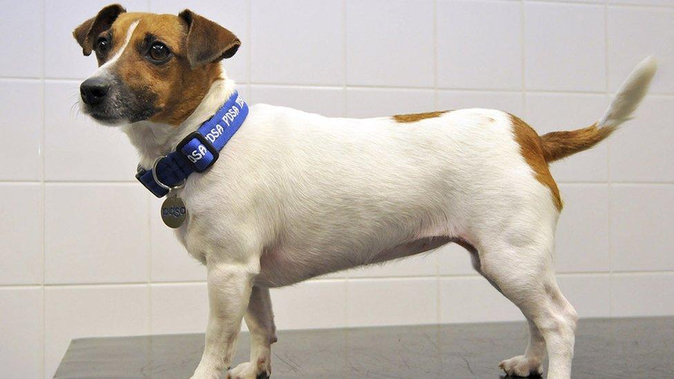 Pictures: Fat pets before and after massive weight loss - BBC Newsround