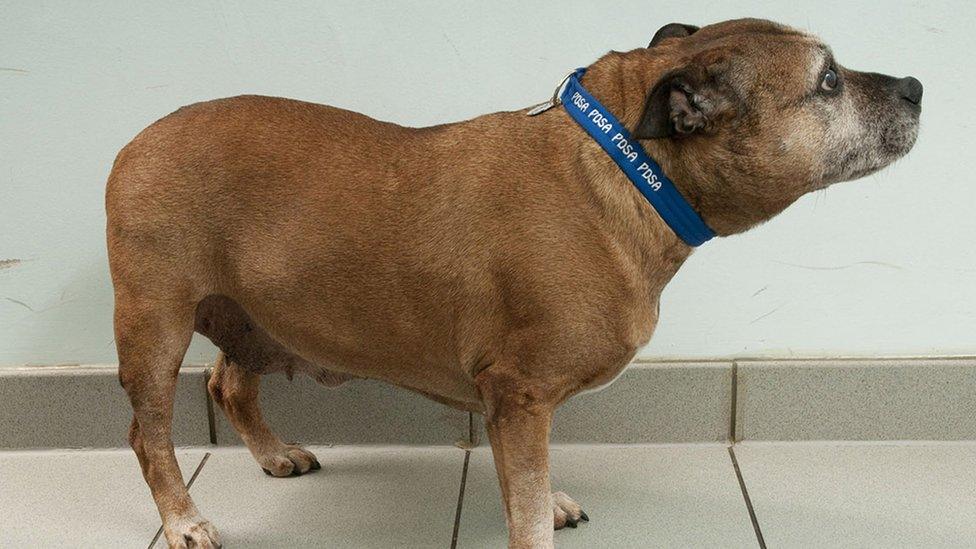 Pictures: Fat pets before and after massive weight loss - BBC Newsround