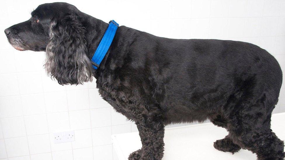 Pictures: Fat pets before and after massive weight loss - BBC Newsround