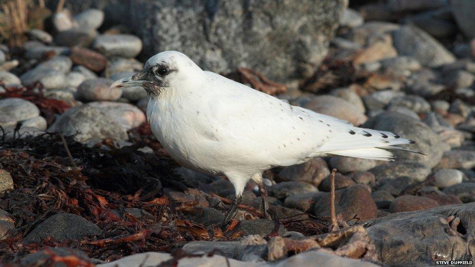 In pictures: Western Isles' rare feathered visitors - BBC News