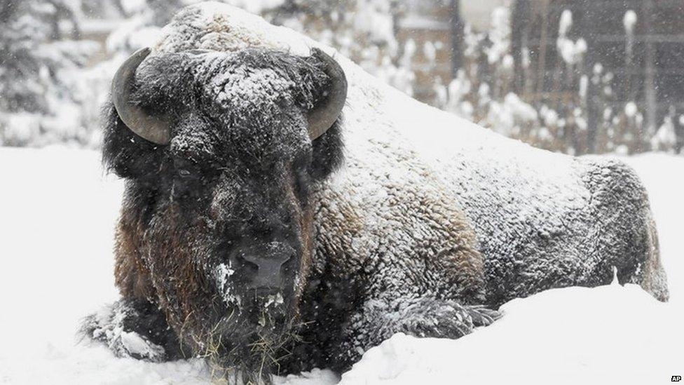 In pictures: US big freeze spreads - BBC News