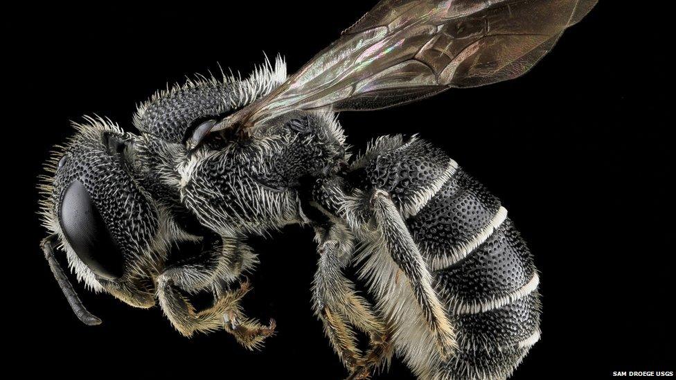 Amazing close-up pics of bees, spiders and other creatures - BBC Newsround