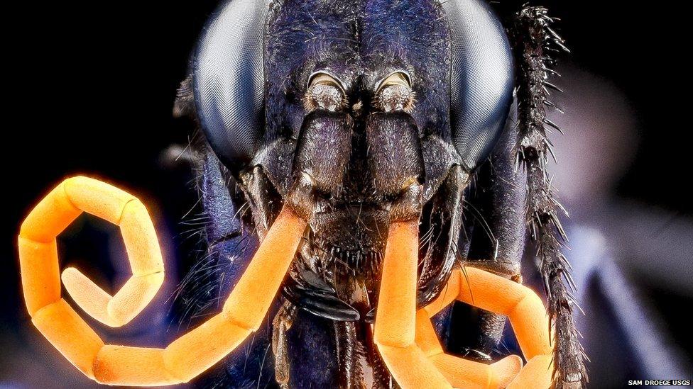 Amazing close-up pics of bees, spiders and other creatures - BBC Newsround