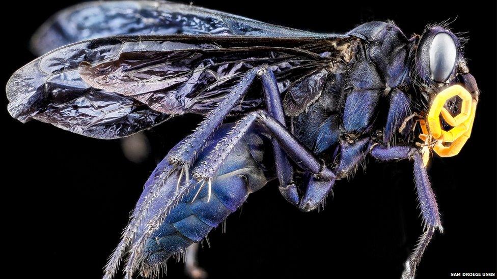 Amazing close-up pics of bees, spiders and other creatures - BBC Newsround