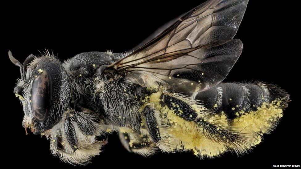 Amazing close-up pics of bees, spiders and other creatures - BBC Newsround