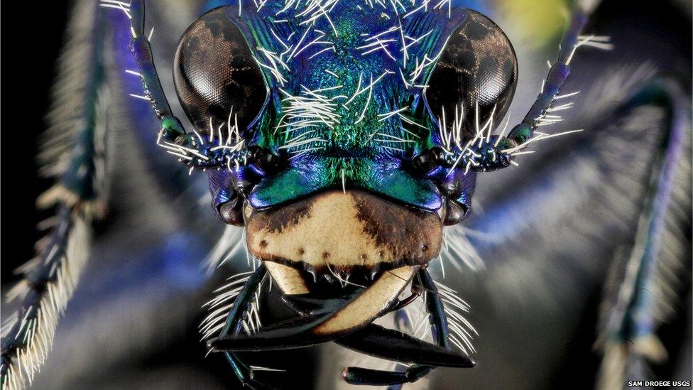Amazing close-up pics of bees, spiders and other creatures - BBC Newsround