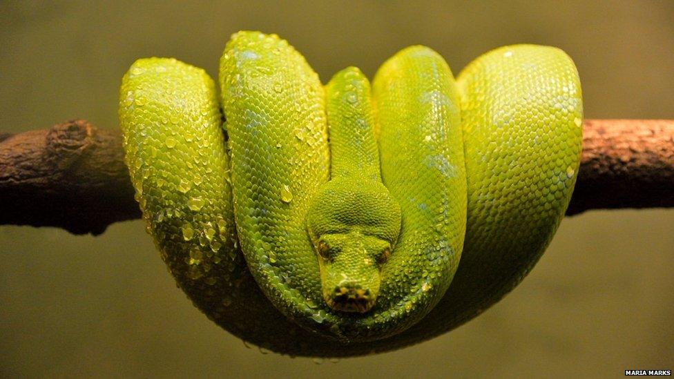 Your pictures: Zoos - BBC News
