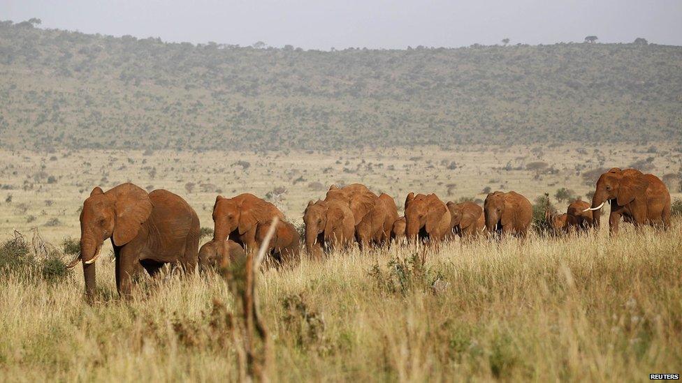 Pictures: Great Kenyan elephant count - BBC Newsround
