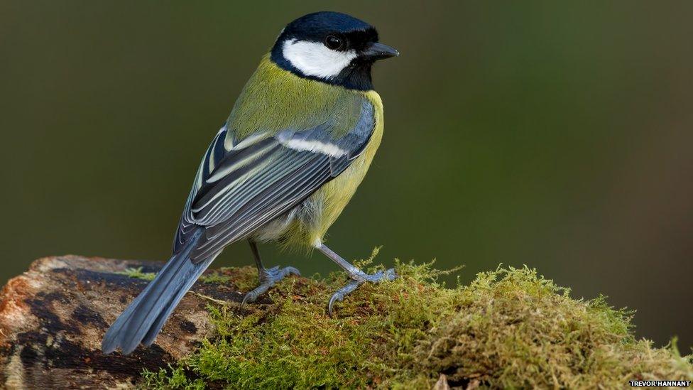 In pictures: Top British garden birds revealed - BBC Newsround
