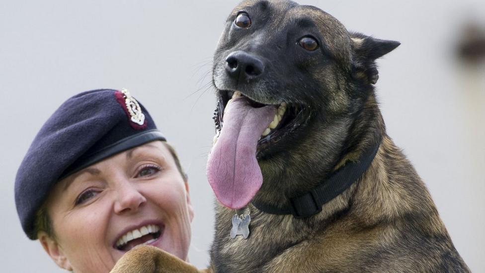 Gun shy Afghanistan sniffer dog book to inspire new readers - BBC News