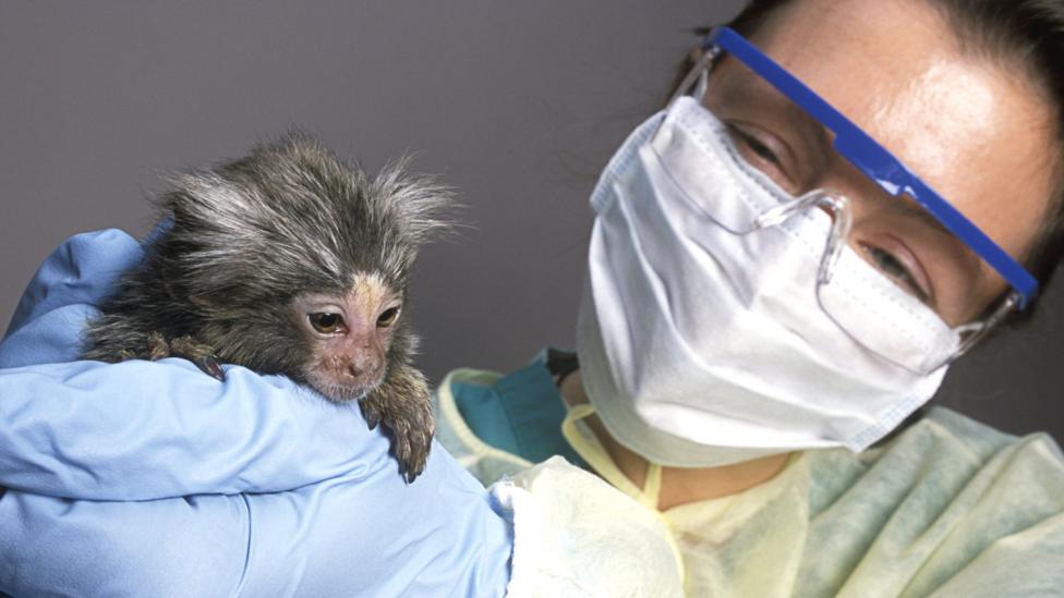 Animal testing: Which ones are used in UK experiments? - BBC News