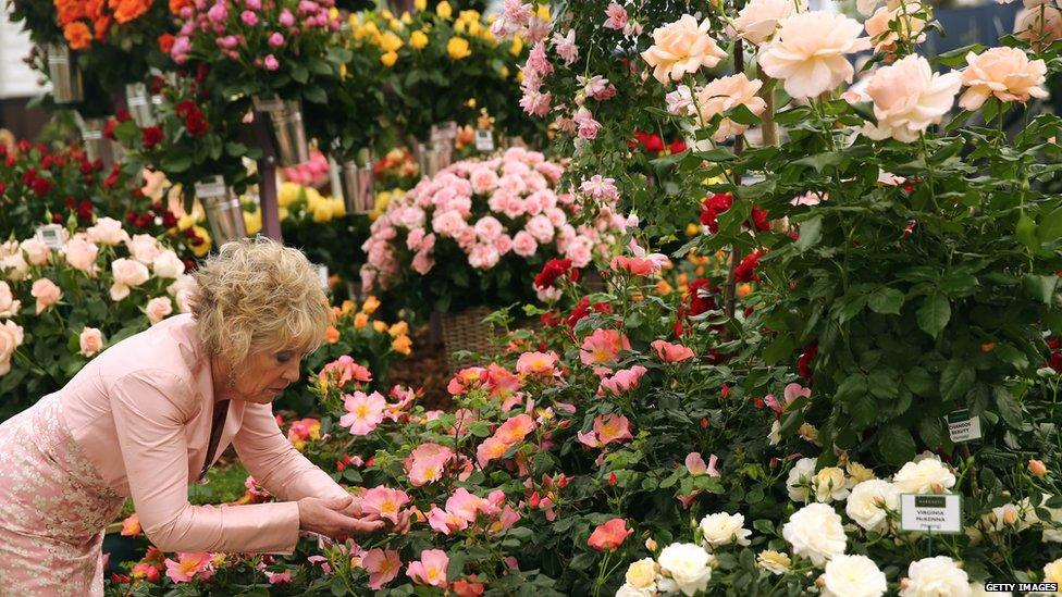 Pictures of the 2014 Chelsea Flower Show - BBC Newsround