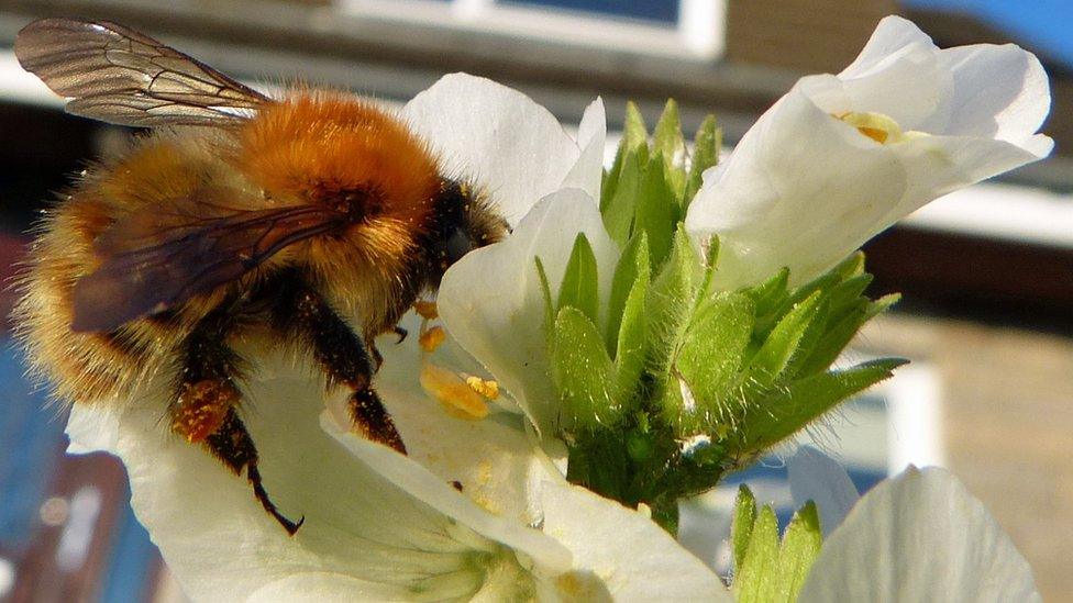 Your pictures of Scotland: 23 - 30 May - BBC News