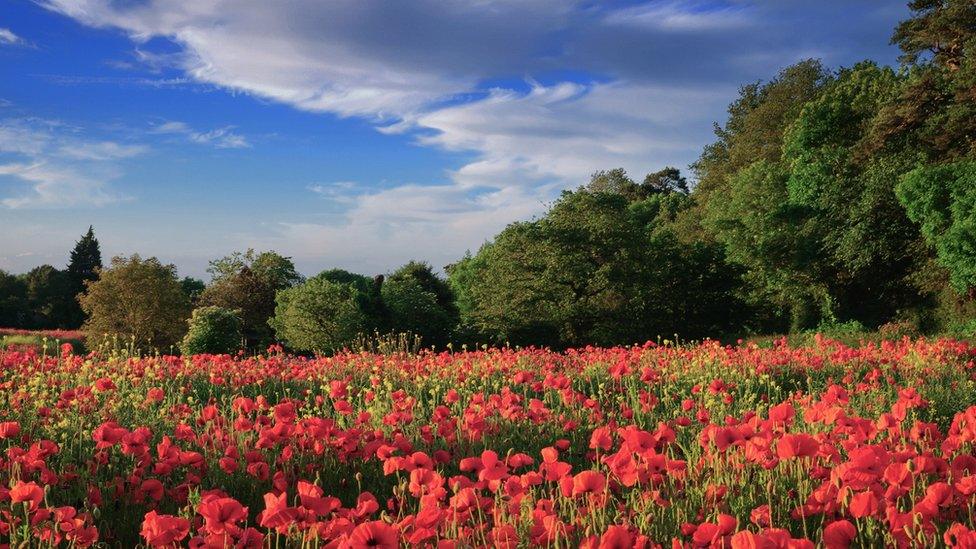 Your summer weather pictures - BBC Weather