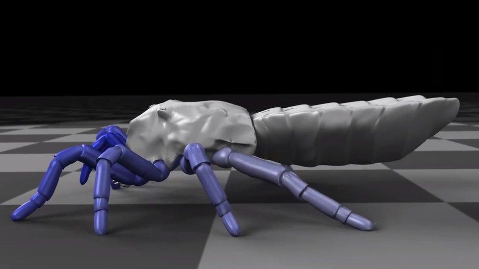 Ancient fossil was 'nearly a spider' - BBC News