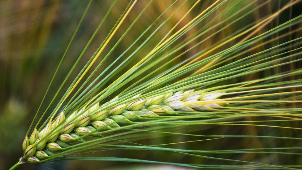 Your pictures of Scotland: 4 - 11 July - BBC News