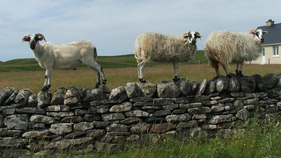 Your pictures of Scotland: 1 - 8 August - BBC News