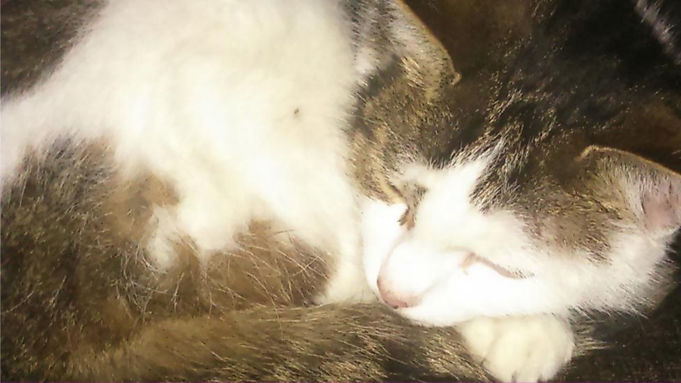 Three-eared 'Captain Kirk' cat found in Norfolk - BBC News