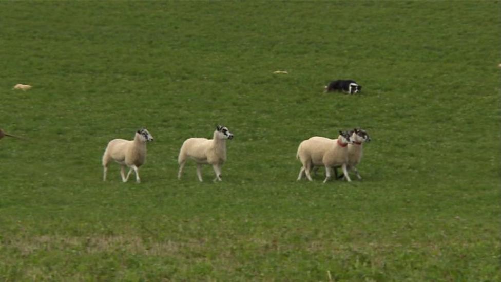 'Two simple rules' explain sheepdog behaviour - BBC News