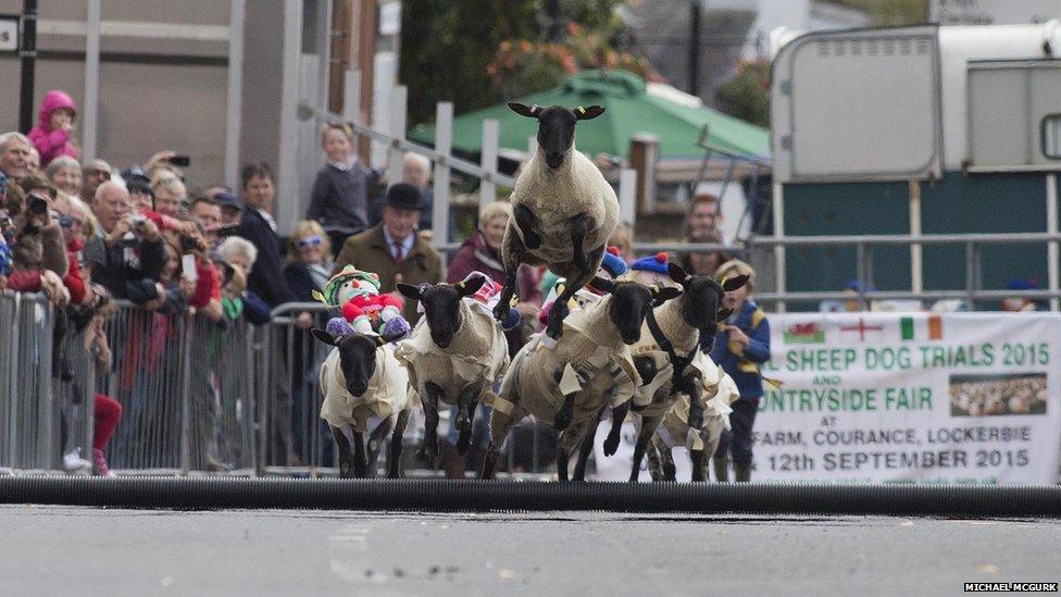 In pictures: Moffat sheep races - BBC News