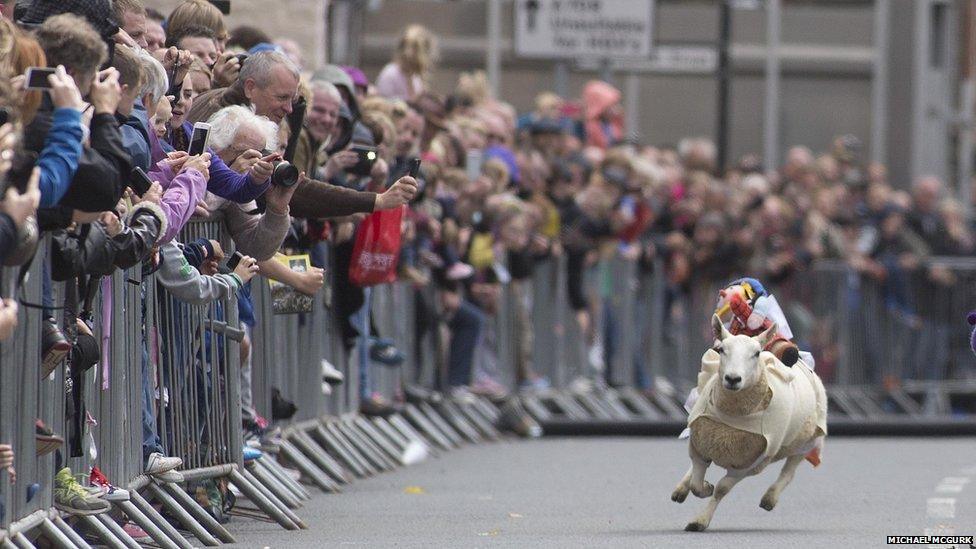 In pictures: Moffat sheep races - BBC News