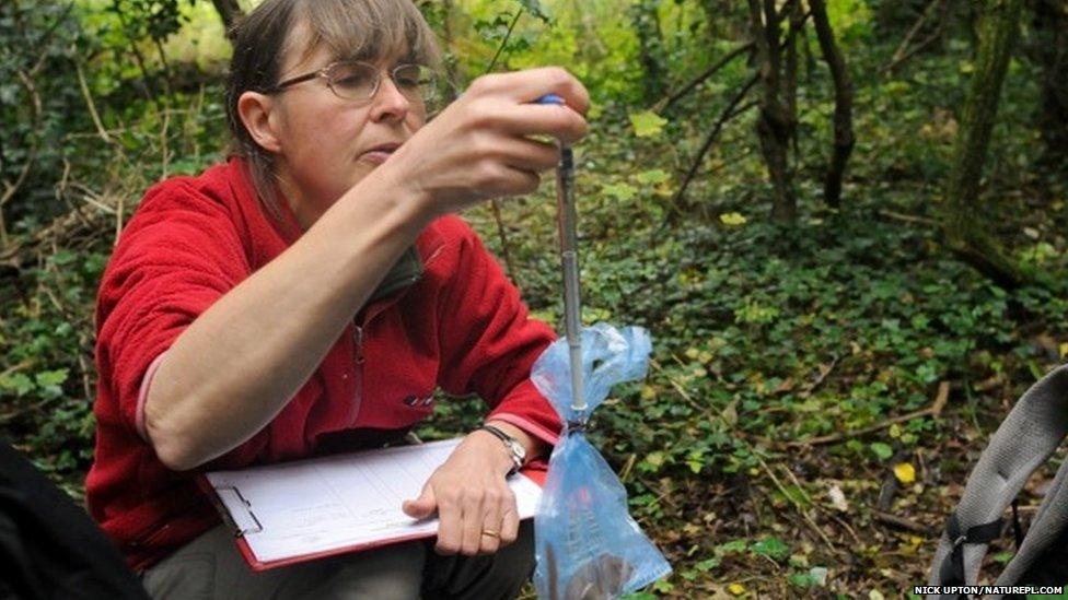 Photographer wins national award for dormice images - BBC News
