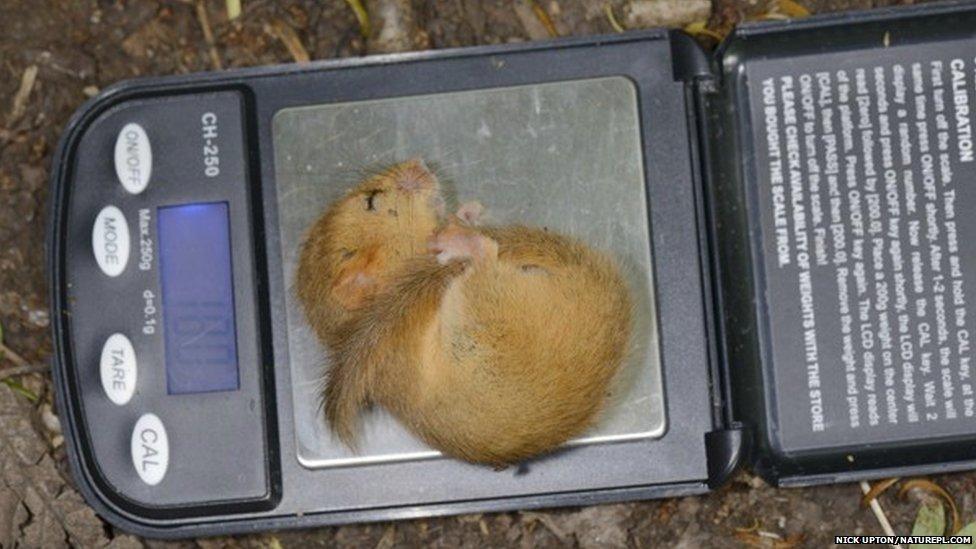 Photographer wins national award for dormice images - BBC News