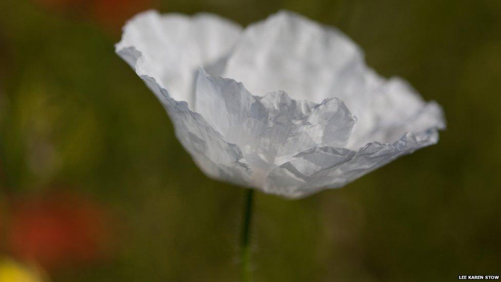 In pictures: Poppies and remembrance - BBC News