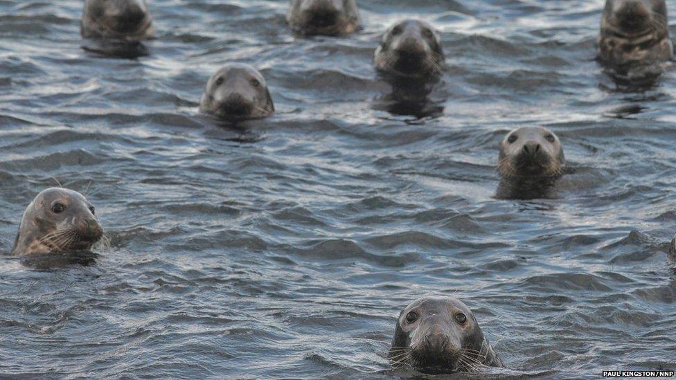 Farne Islands welcome first seal pup of the year - BBC News