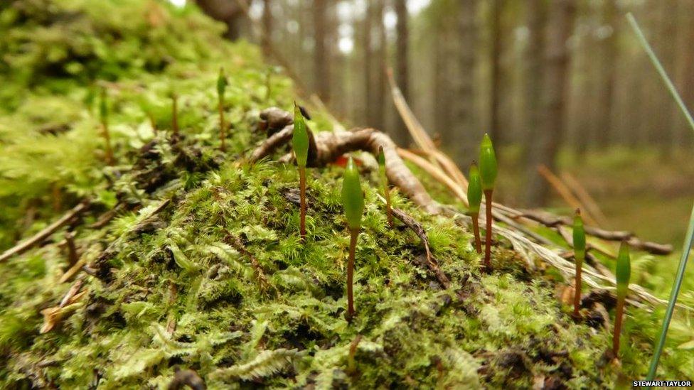 Bugs life: In the lair of the wood ant eating spider - BBC News